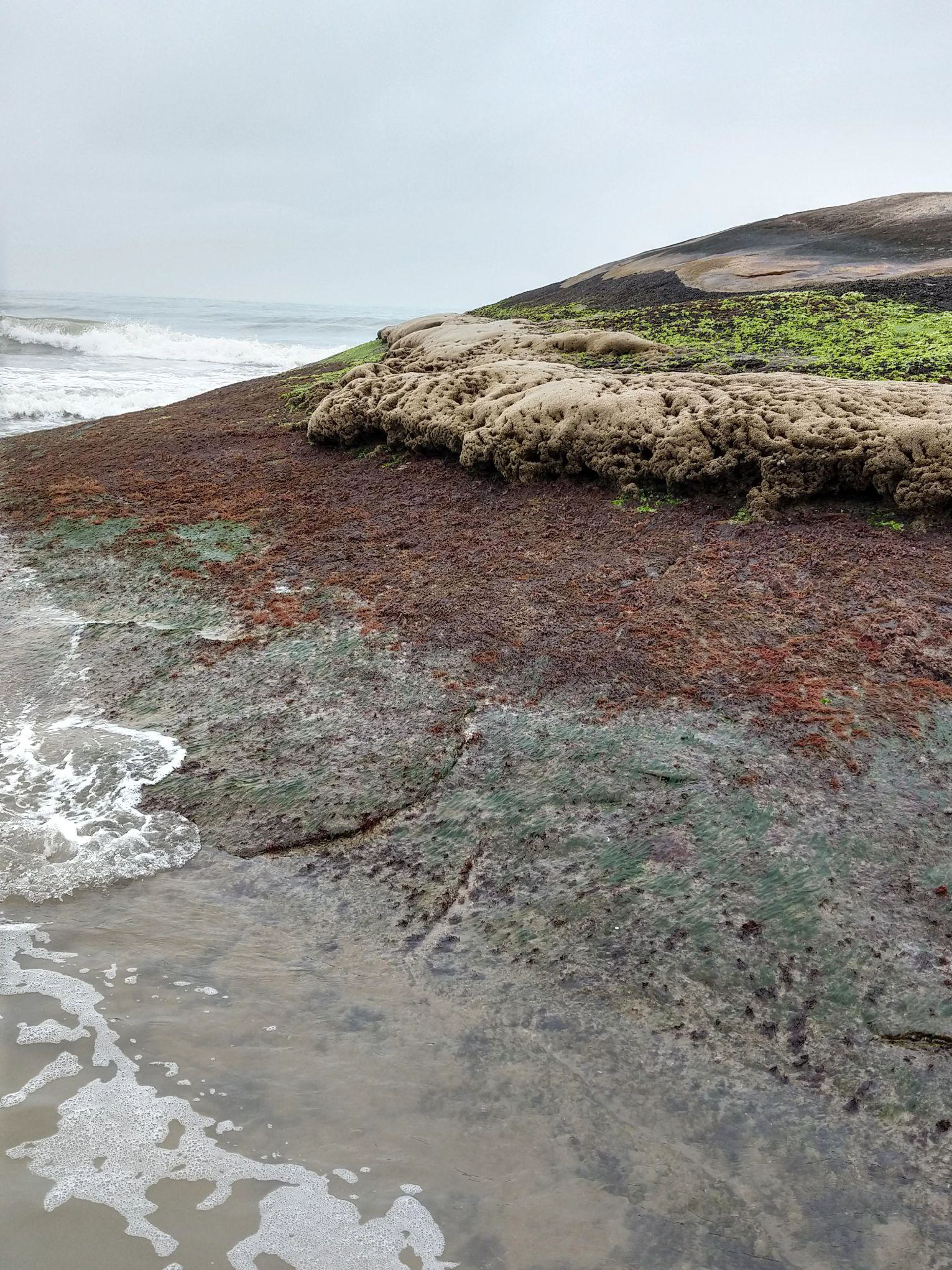 Entre terra e mar: Ambiente costeiro – parte 3: Costão Rochoso – ECV
