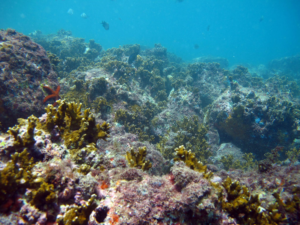 Entre terra e mar: Ambiente costeiro – parte 3: Costão Rochoso – ECV